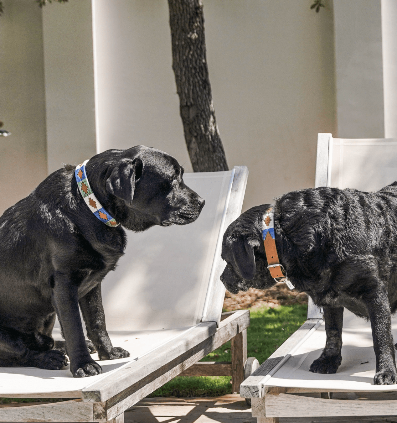 Dog Leashes – Zilker Belts